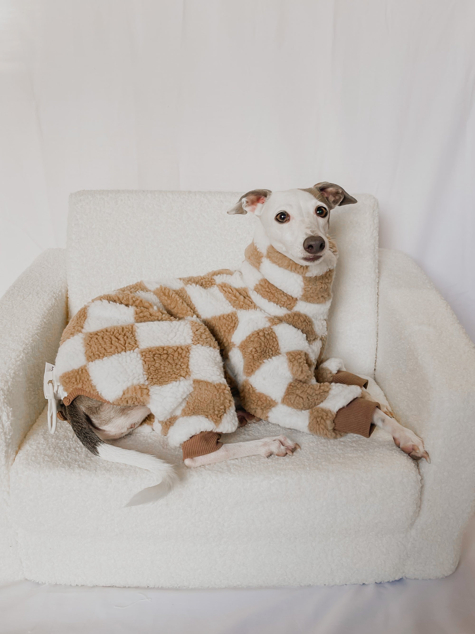 Bossy by Boston - Fashion for Hounds